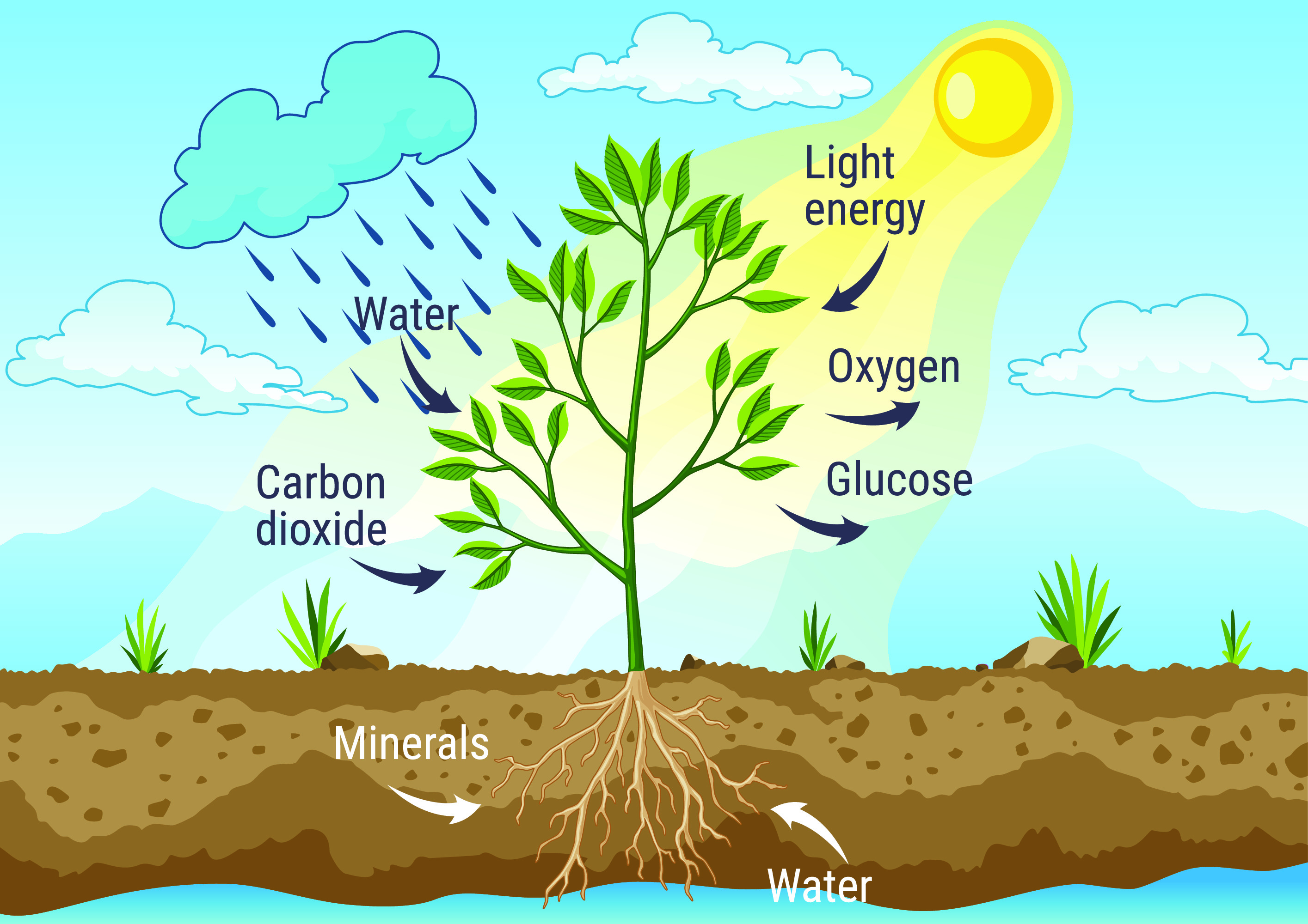 Unit 2.3 (Photosynthesis and Cellular Respiration) - Cool Science Guide